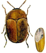 Trogoderma granarium - Капровый жук - Росагрохим